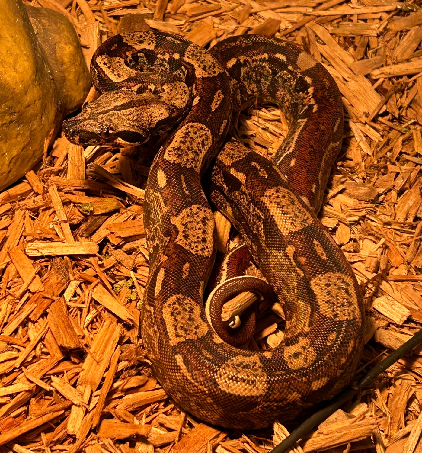 Hypo IMG Aztec Het VPI T Boa Constrictor by Medusa‘s reptiles and supplies - MorphMarket