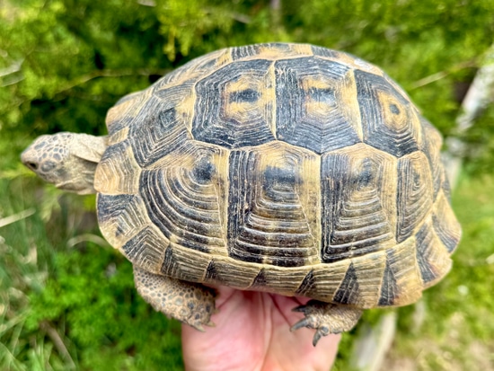 Testudo Graeca Ibera (Ankara, Turkey) Female #1 Greek Tortoise by ...