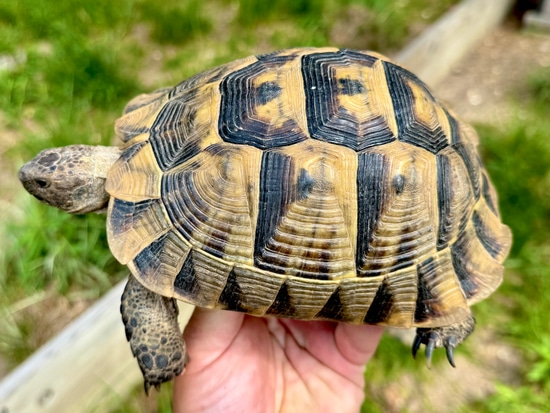 Testudo Graeca Ibera (Ankara, Turkey) Female #2 Greek Tortoise by ...