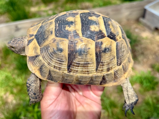 Testudo Graeca Ibera (Ankara, Turkey) Female #3 Greek Tortoise by ...