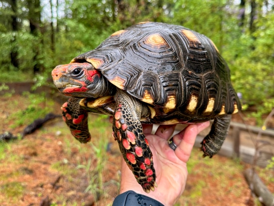 Adult Proven Female Brazilian Cherry Head Red-Footed Tortoise by Garden ...