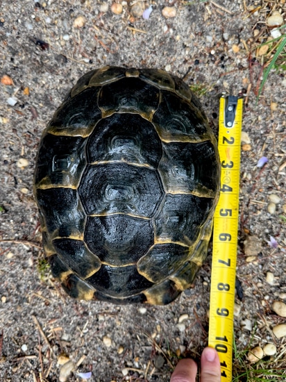 Breeding Group Of Large Testudo Graeca Ibera Greek Tortoise by Garden ...