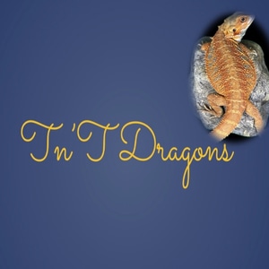 Tn’T Dragons - MorphMarket