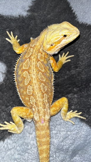 Hypo Leatherback Dunner Central Bearded Dragon by Tn’T Dragons