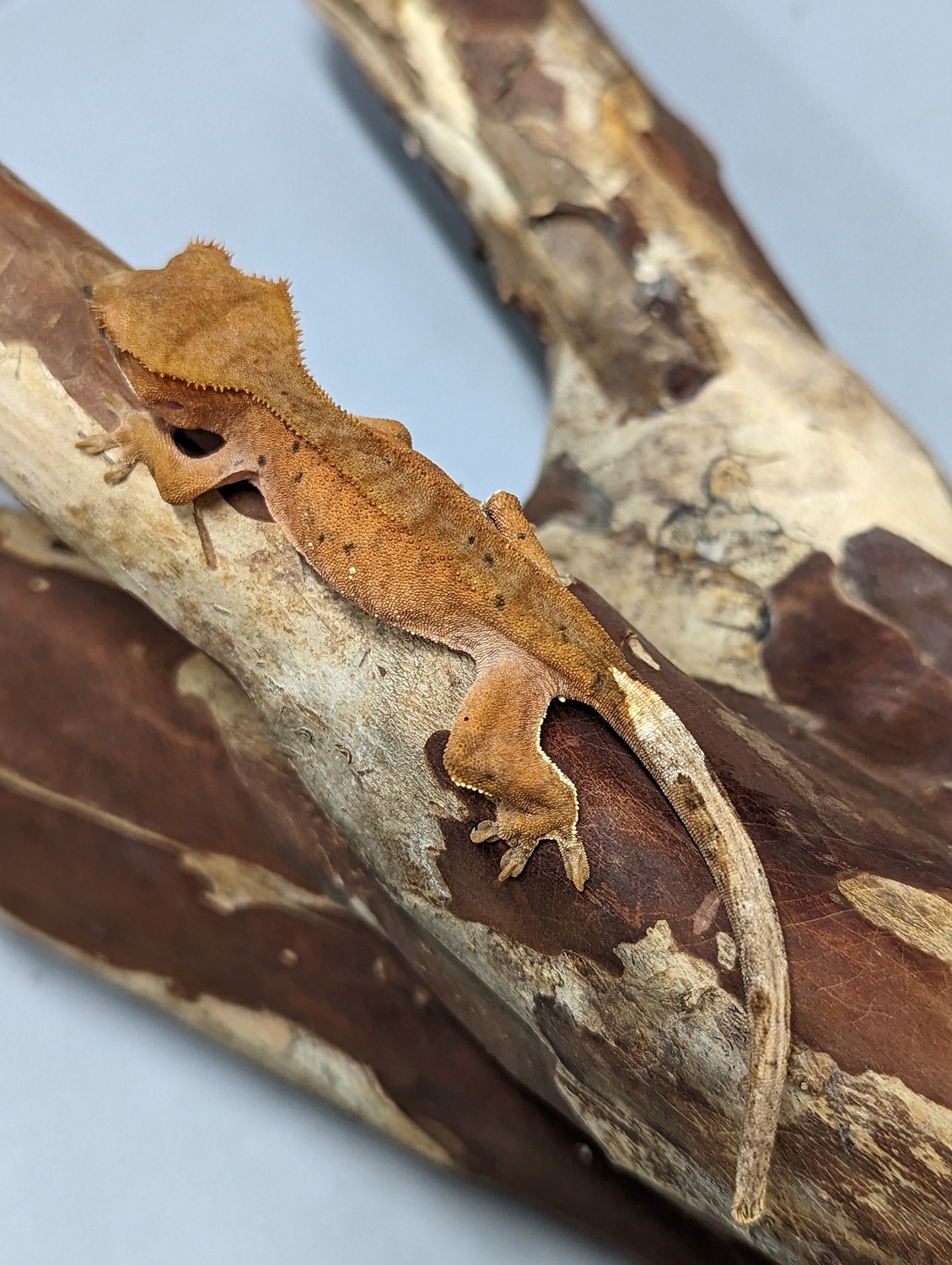 Patternless Red Dalmation Crested Gecko by Ghost Tail Exotics - MorphMarket