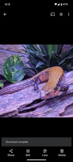 6ct CB Fire Skink Group by Ghost Tail Exotics