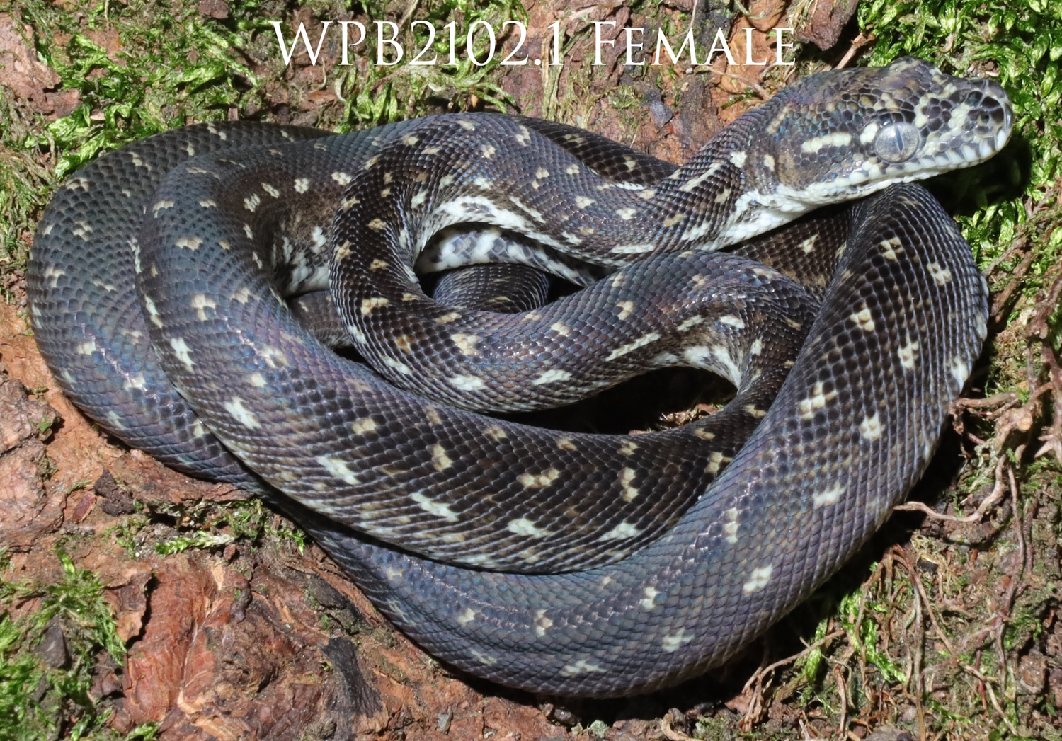 Diamond Carpet Python by The GTPKeeper LLC - MorphMarket