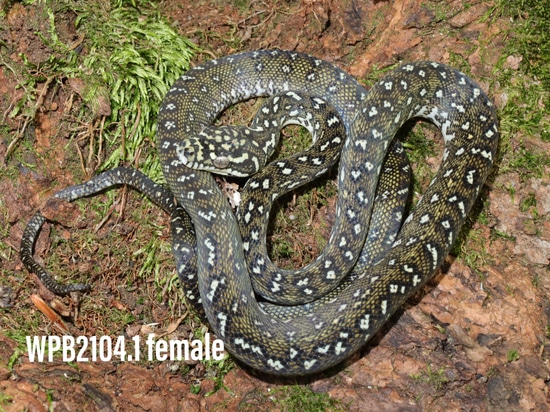 Diamond Python Diamond Carpet Python by The GTPKeeper LLC