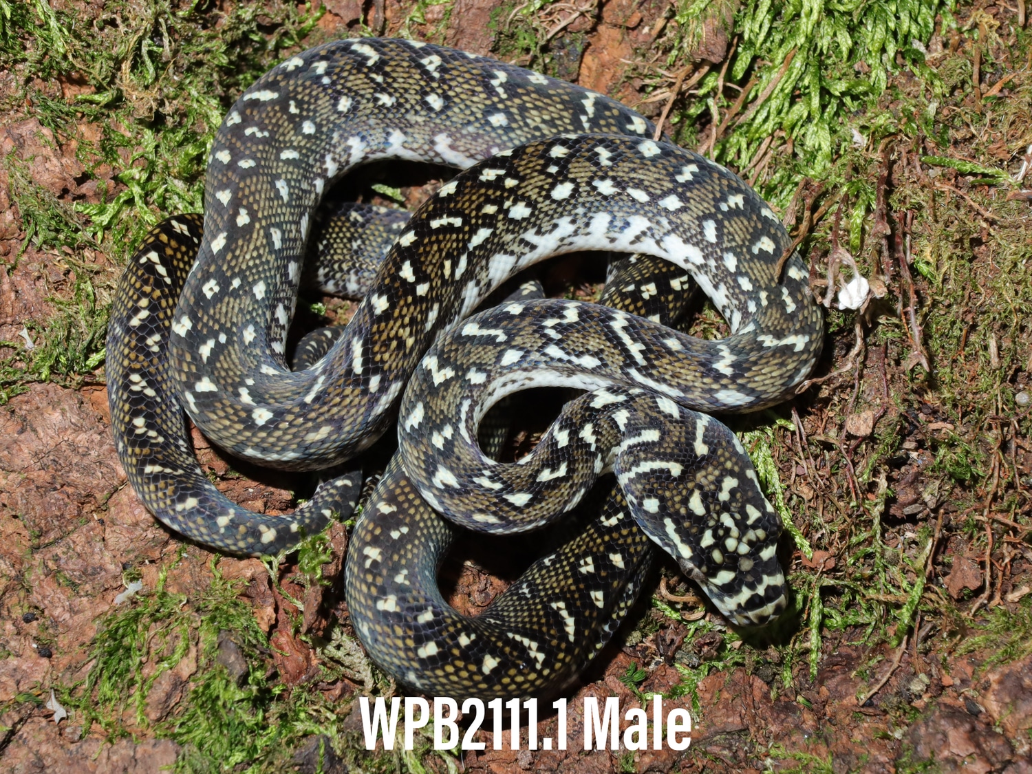 Diamond Carpet Python by The GTPKeeper LLC - MorphMarket