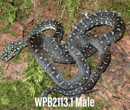 The GTPKeeper LLC - MorphMarket