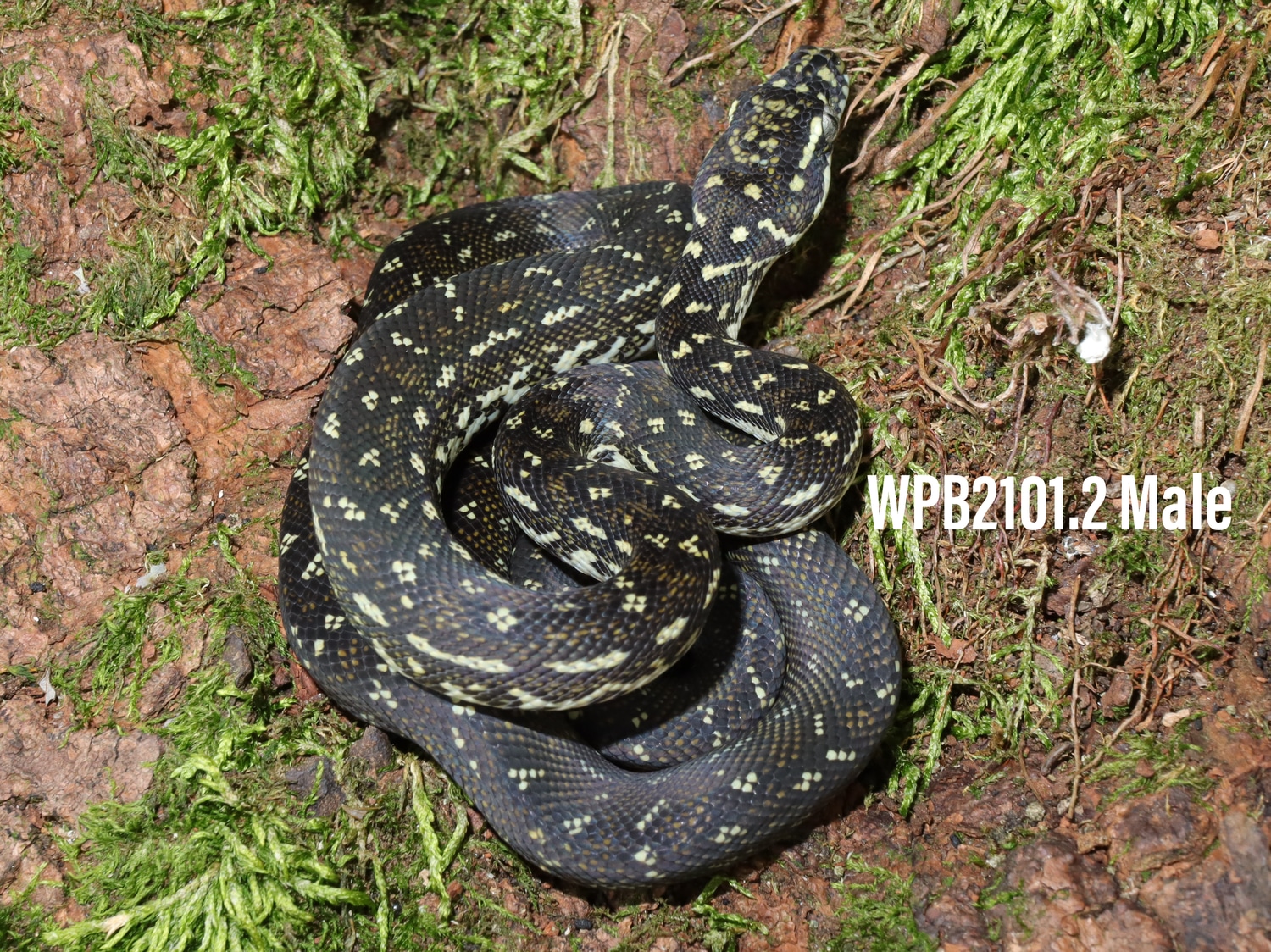 Diamond Carpet Python by The GTPKeeper LLC - MorphMarket