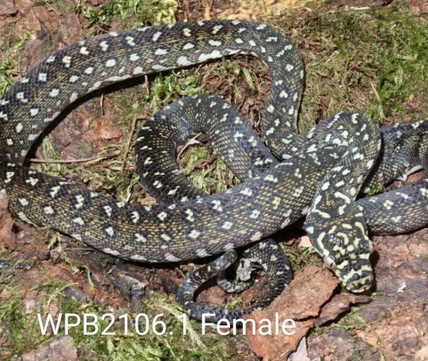 The GTPKeeper LLC - MorphMarket