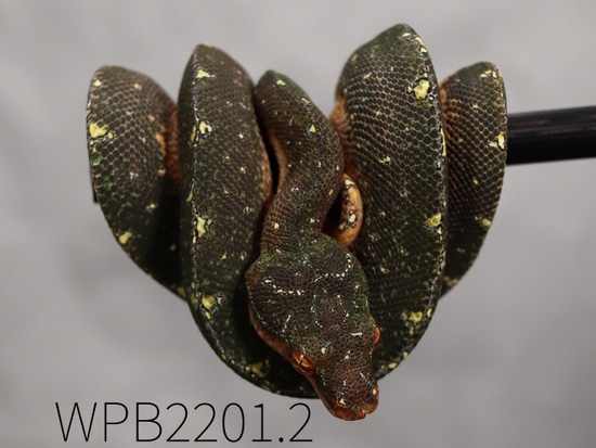 2022 USCBB Bushmaster New Blue/Jayapura X Manokwari/Bokodini Green Tree ...