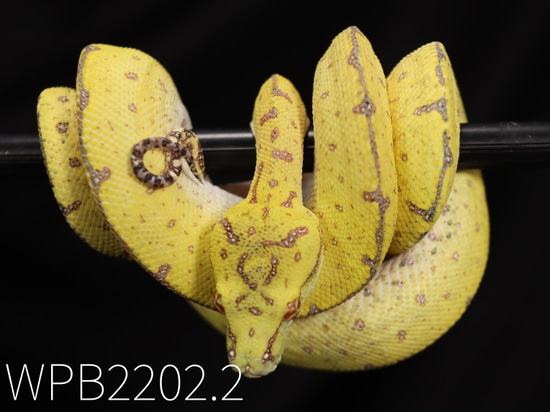 2022 USCBB Bushmaster New Blue/Jayapura X Manokwari/Bokodini Green Tree ...