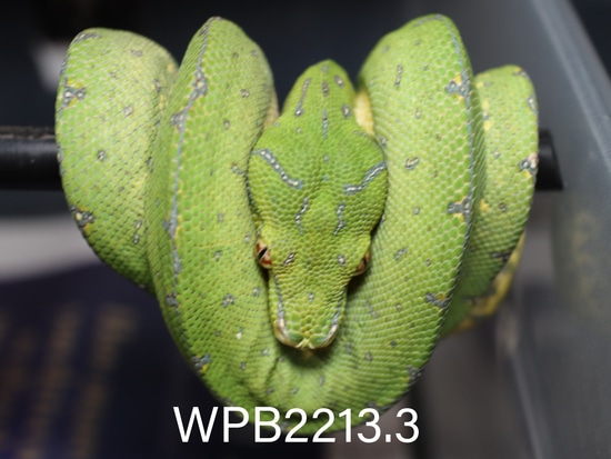 2022 USCBB Calico OC/Jayapura X Calico OC/John Leckie Female Green Tree ...