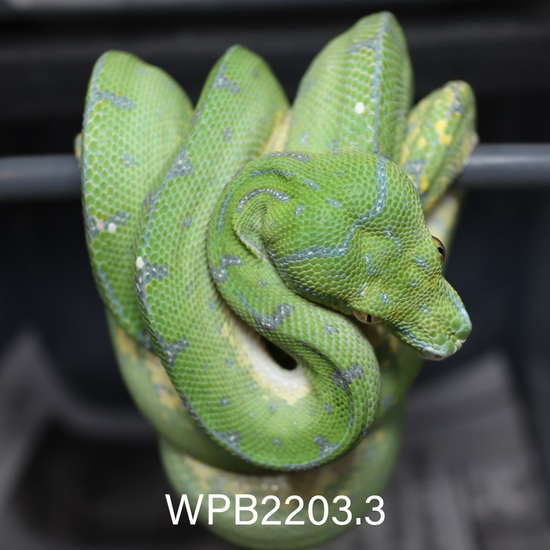 2022 USCBB Calico OC/Jayapura X Calico OC/John Leckie Female Green Tree ...