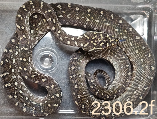 Diamond Python Diamond Carpet Python by The GTPKeeper LLC