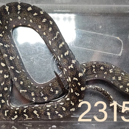 The GTPKeeper LLC - MorphMarket