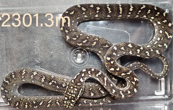 Diamond Python Diamond Carpet Python by The GTPKeeper LLC
