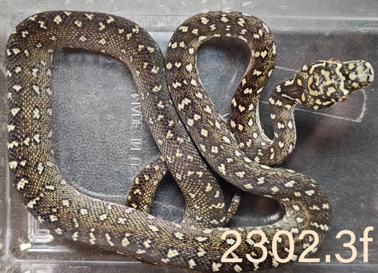 Diamond Python Diamond Carpet Python by The GTPKeeper LLC