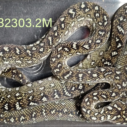 The GTPKeeper LLC - MorphMarket