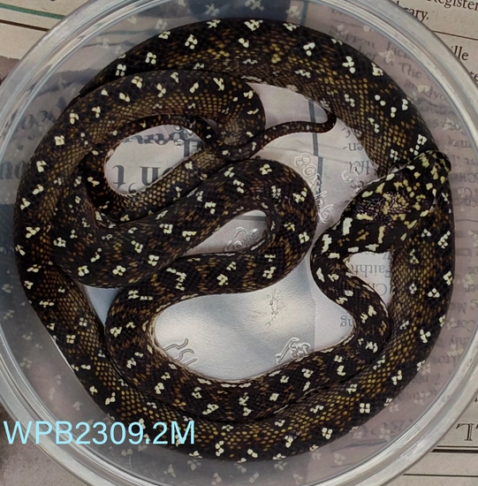 Diamond Python Diamond Carpet Python by The GTPKeeper LLC