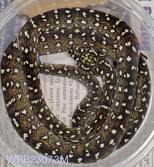 Diamond Python Diamond Carpet Python by The GTPKeeper LLC