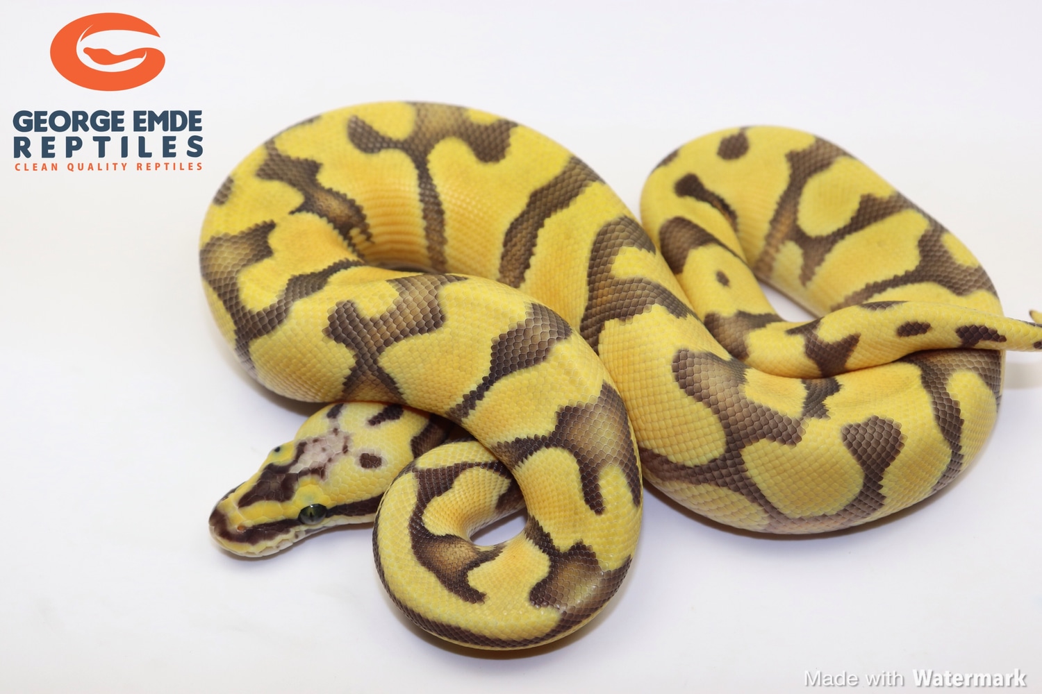 Super Enchi Pastel Hypo Ball Python by George Emde Reptiles - MorphMarket