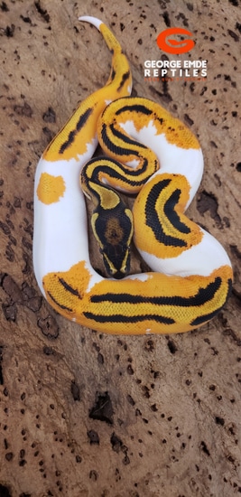 Orange Dream Yellow Belly Pied Het Albino Ball Python by George Emde ...