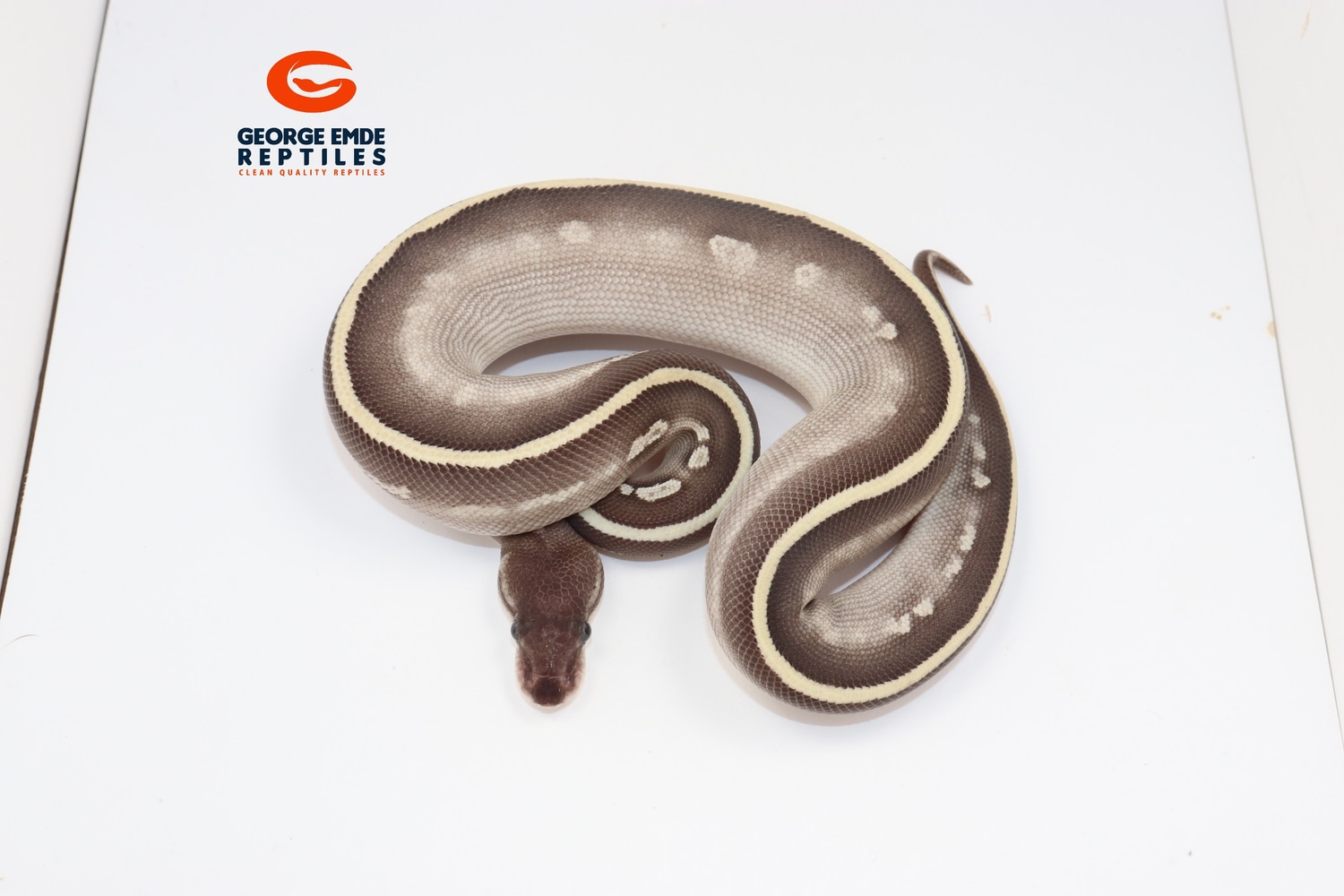 Super Mystic Ball Python by George Emde Reptiles - MorphMarket
