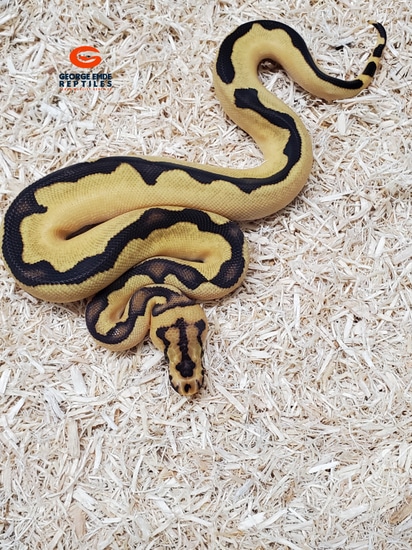Orange Dream Fire Clown Ball Python by George Emde Reptiles