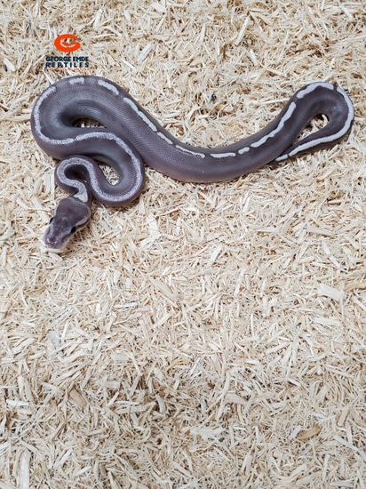 Super Ghi Mojave Fire Ball Python by George Emde Reptiles