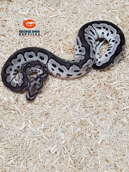 Vpi Axanthic Clown Ball Python by George Emde Reptiles