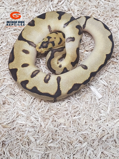 Spotnose Enchi Clown, Pos Super Enchi Ball Python by George Emde Reptiles