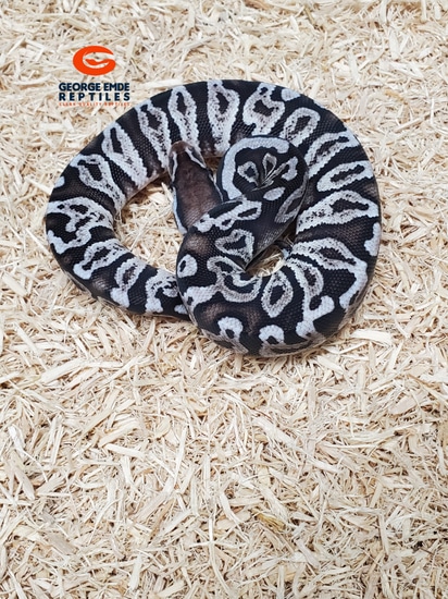 Vpi Axanthic Pastel Ghi Ball Python by George Emde Reptiles