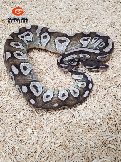 Vpi Axanthic Mojave Ball Python by George Emde Reptiles