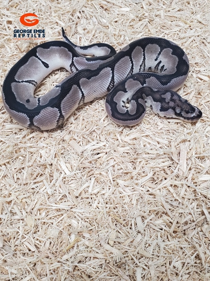 Vpi Axanthic Clown Ball Python by George Emde Reptiles