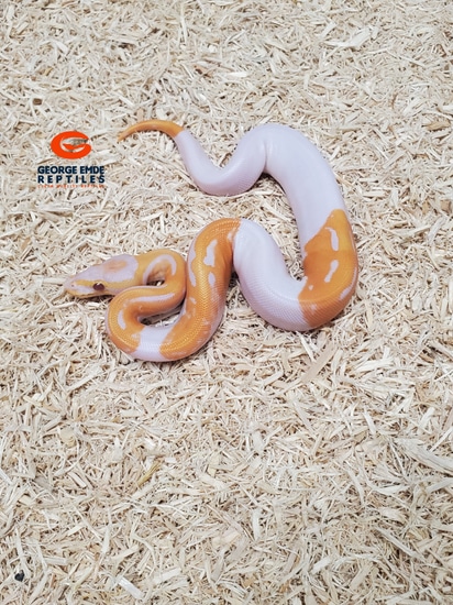 Dreamsicle Ball Python by George Emde Reptiles
