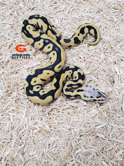 Pastel Desert Ghost Leopard Ball Python by George Emde Reptiles