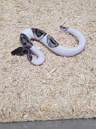 Vpi Axanthic Pied Ball Python by George Emde Reptiles