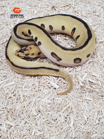 Enchi Batman Ball Python by George Emde Reptiles