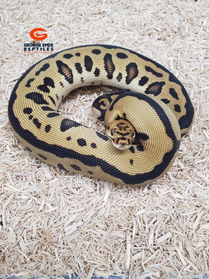 Batman Ball Python by George Emde Reptiles