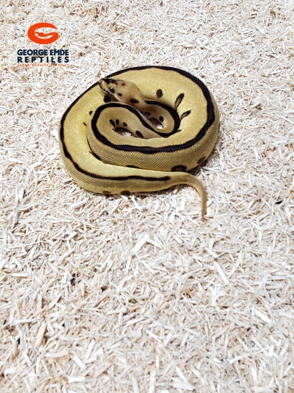 Enchi Batman Ball Python by George Emde Reptiles