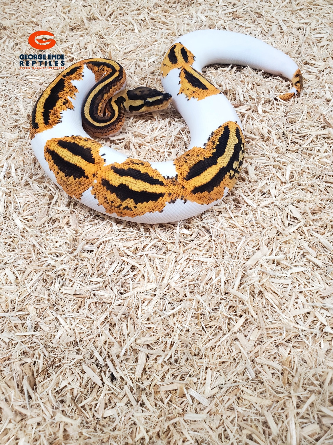 Yellow Belly Pied Het Clown Ball Python by George Emde Reptiles ...