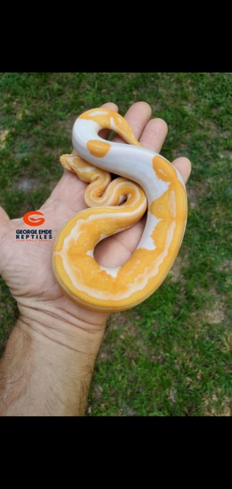 Yellow Belly Albino Pied Ball Python by George Emde Reptiles