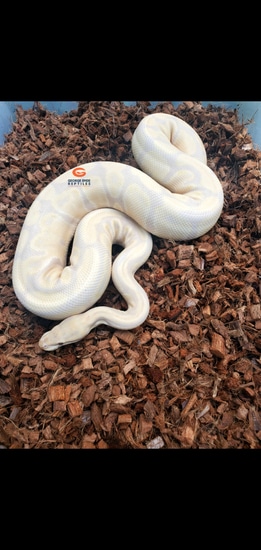 Lavender Ball Python by George Emde Reptiles