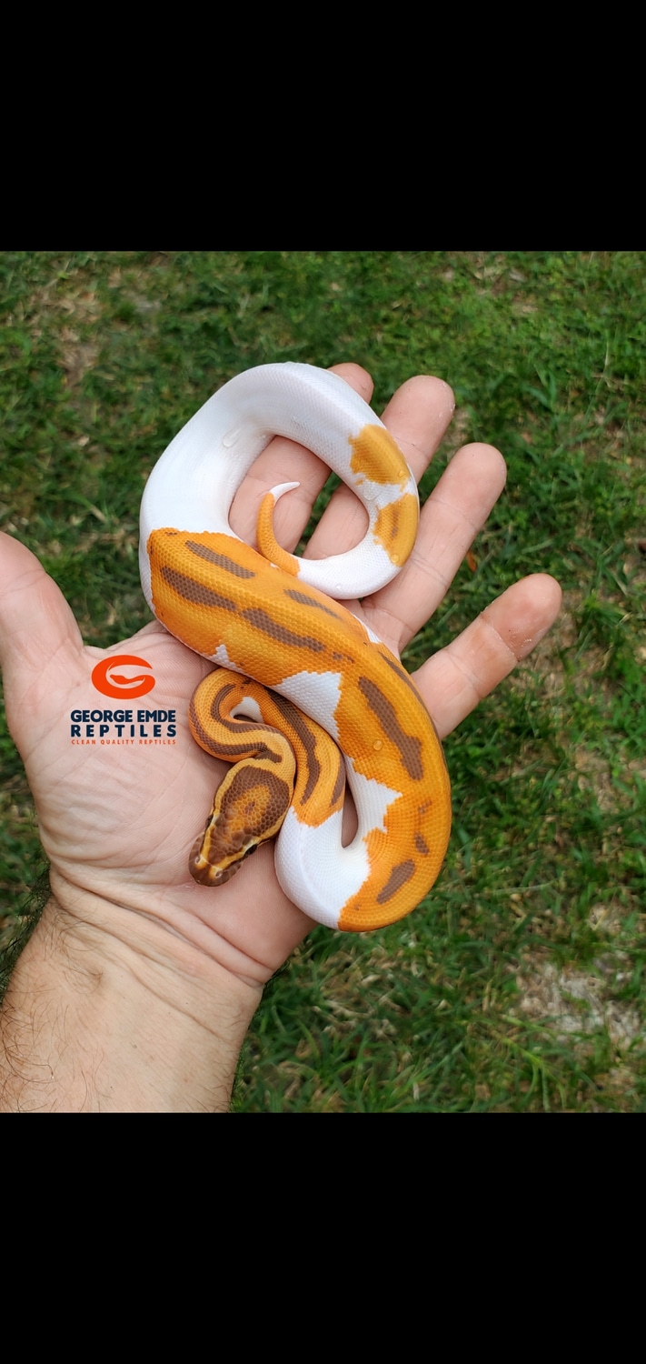 Orange Dream Ultramel Pied Ball Python by George Emde Reptiles ...