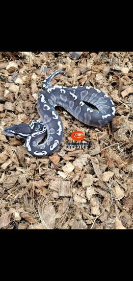 Ghi Mojave Vpi Axanthic Ball Python by George Emde Reptiles