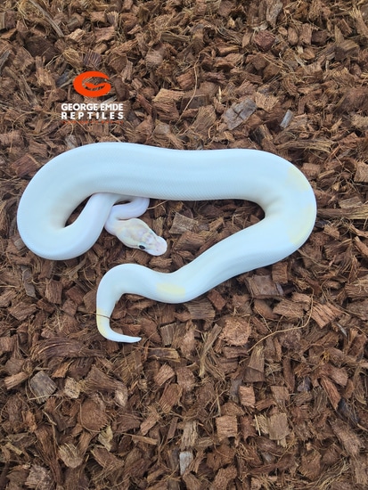Ivory Pied Pos Od Ball Python by George Emde Reptiles