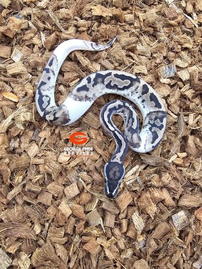 Vpi Axanthic Pied Ball Python by George Emde Reptiles